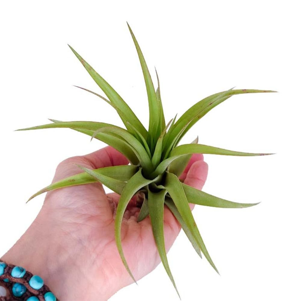 Tillandsia - BRACHYCAULOS MULTIFLORA – SBAMGLASS